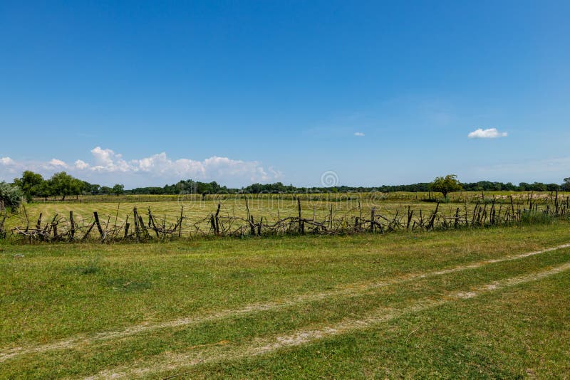 Landscape of the Latea Forest in the Danube Delta Stock Image - Image ...