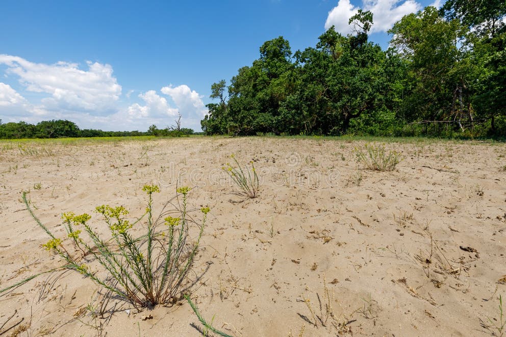 Landscape of the Latea Forest in the Danube Delta Stock Image - Image ...
