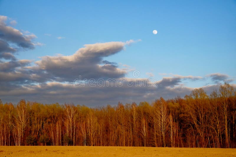 A Landscape of Leafless Trees Under a Sky with the Moon Visible during ...