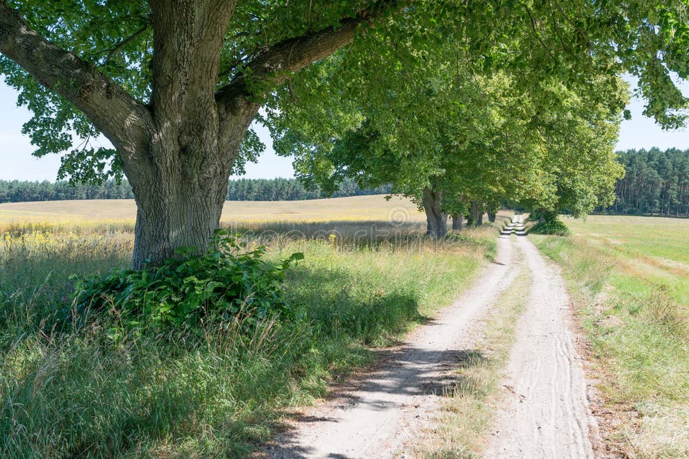 Landscape with lime trees stock photo. Image of agriculture - 46962200