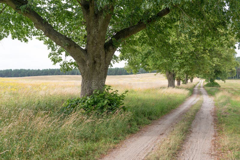 Landscape with lime trees stock photo. Image of trees - 46962596
