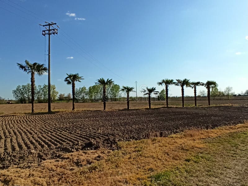 Landscape of Line of Palms Tree in a Field Stock Photo - Image of tree ...