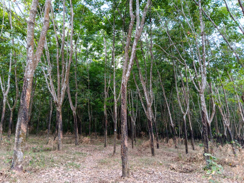 View of a Vast and Lush Rubber Plantation Forest Stock Photo - Image of ...