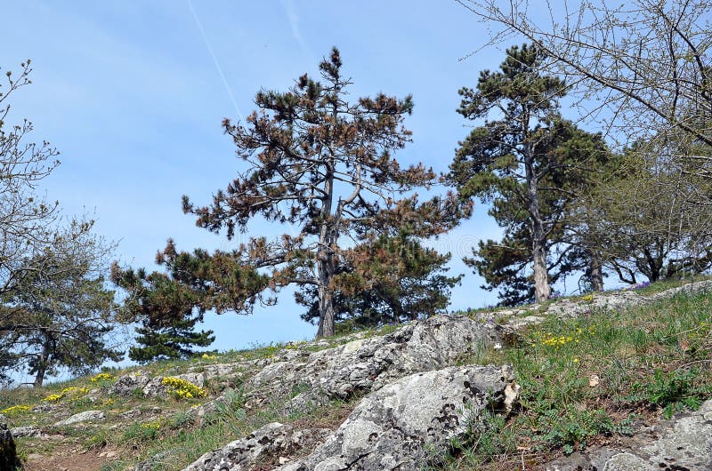 Rock with Grass on the Coast of the Cantabrian Sea Stock Photo - Image ...