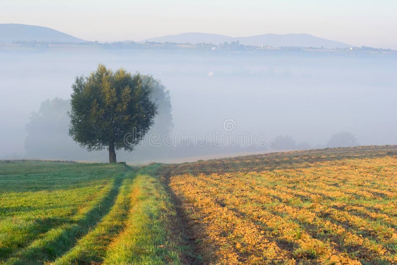Landscape with a lone tree stock image. Image of scene - 27447891