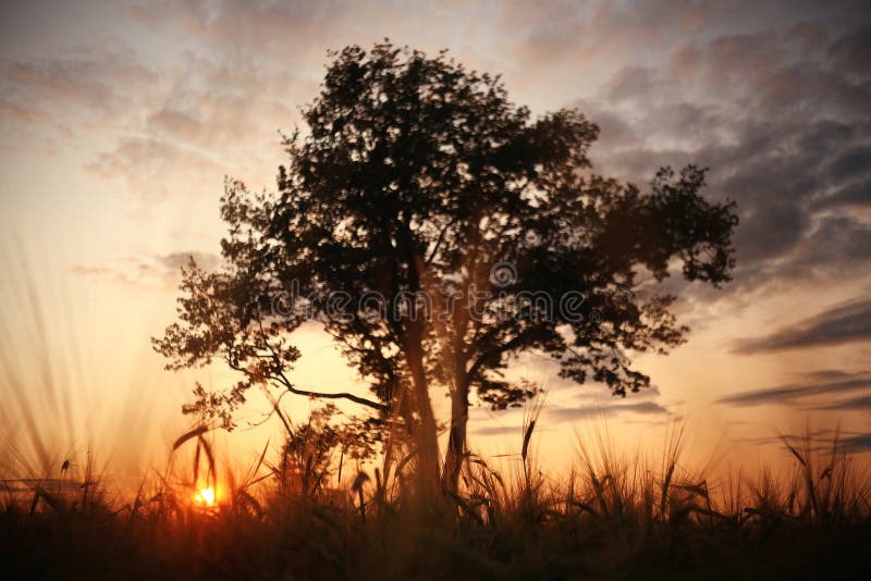 Landscape with a Lone Tree at Sunset Barley Field in the Village Stock ...