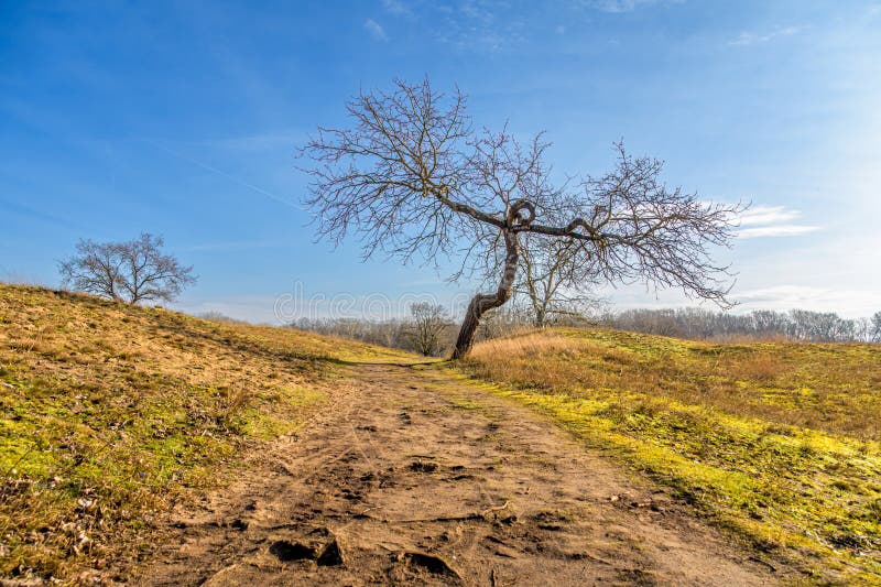 Landscape with Tree and Path Blue Sky Stock Photo - Image of ...