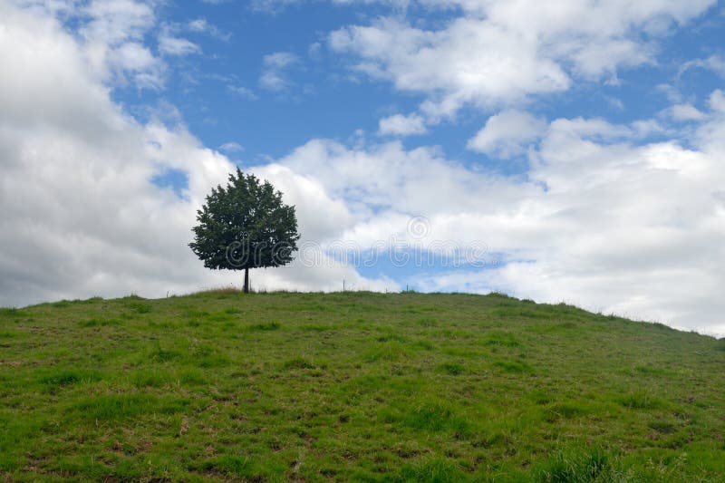 Landscape with lonely tree stock photo. Image of landscape - 10466122