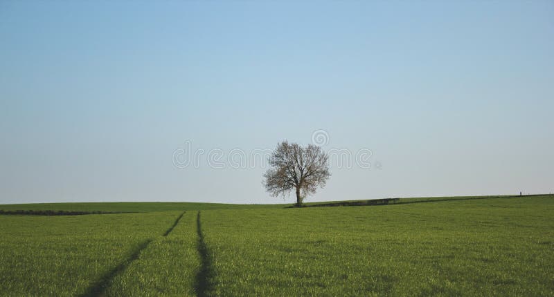 Landscape Lonely Tree stock photo. Image of nature, landscapes - 94536742