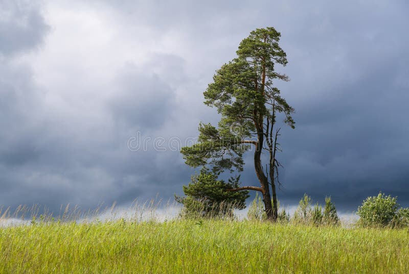 Landscape with Lonely Tree and Dark Stormy Sky. Stock Photo - Image of ...