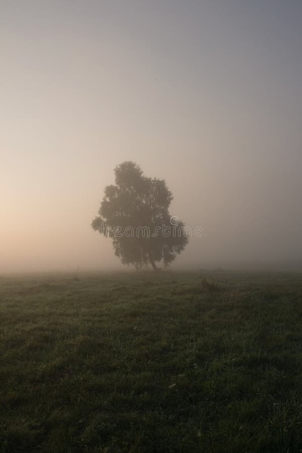Landscape with Lonely Tree in Fog Stock Photo - Image of morning, mist ...