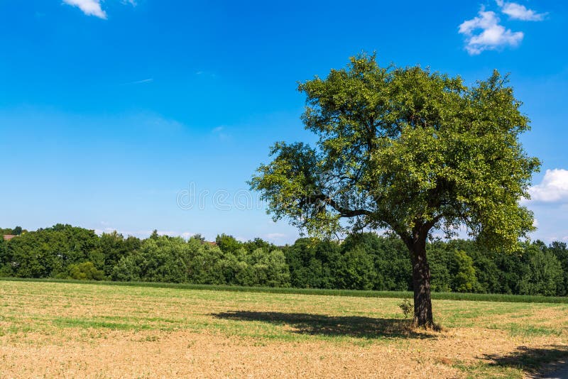 Landscape Lonely Tree Outdoors Warm Summer Hot Blue Sky Field Stock ...