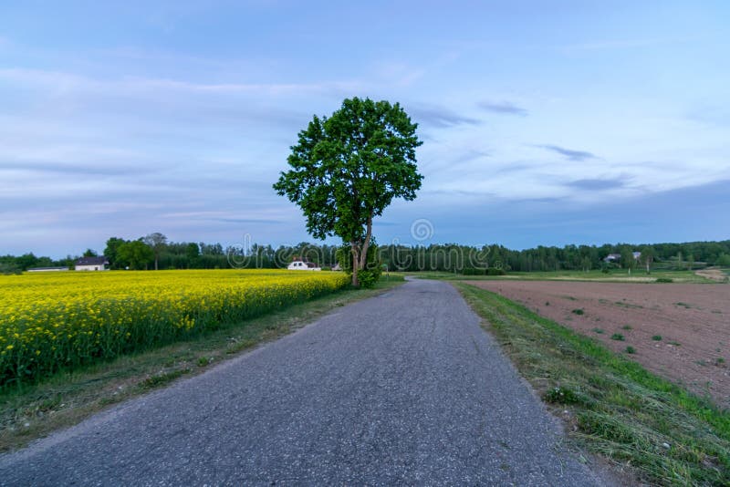 Landscape with a Lonely Tree by the Roadside, Evening Light Stock Image ...