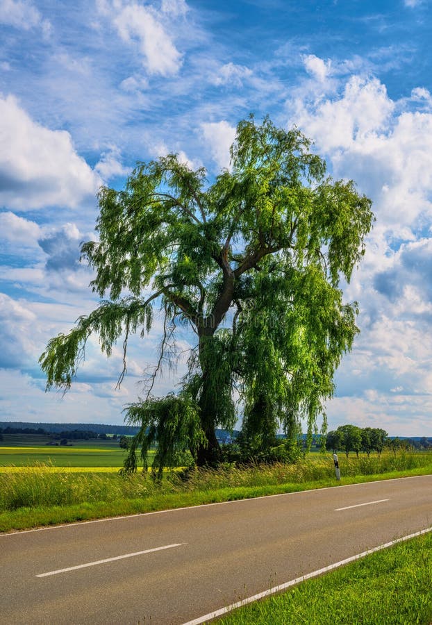 Landscape with a Lonely Tree Stock Image - Image of loneliness, road ...