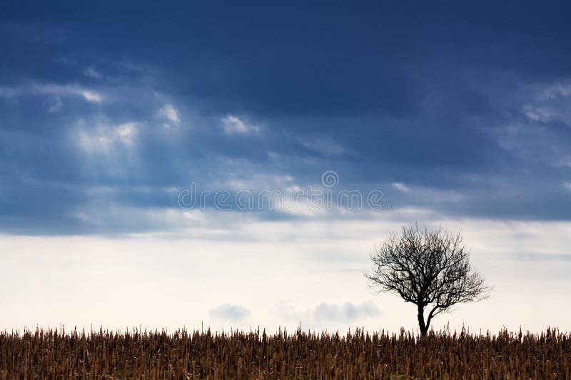 Landscape with lonely tree stock image. Image of horizontal - 29746613