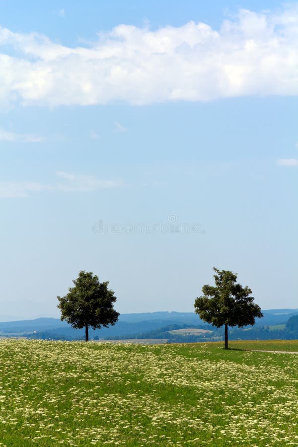 Landscape - Lonely Two Trees on Green Field Stock Photo - Image of ...