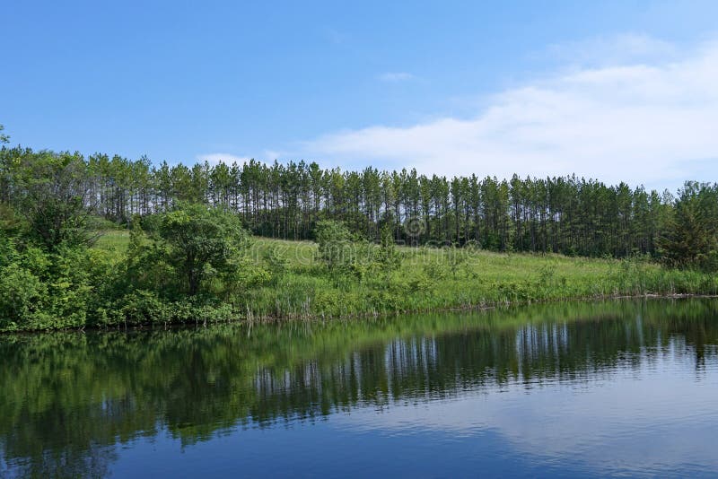 Long Row of Pine Trees Reflected in Still Water Stock Image - Image of ...