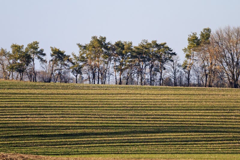 Landscape with Long Shadows Stock Image - Image of leaf, plant: 66805549