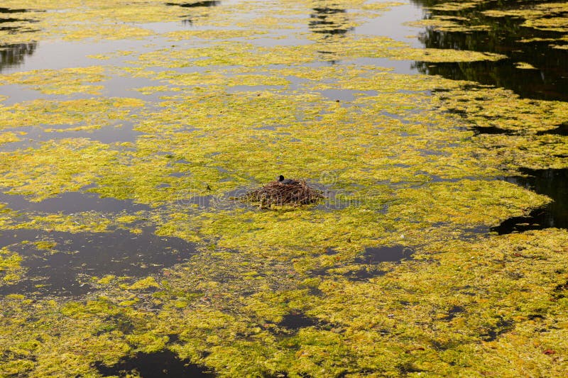 Landscape of the Long Water in Hyde Park, London Stock Photo - Image of ...