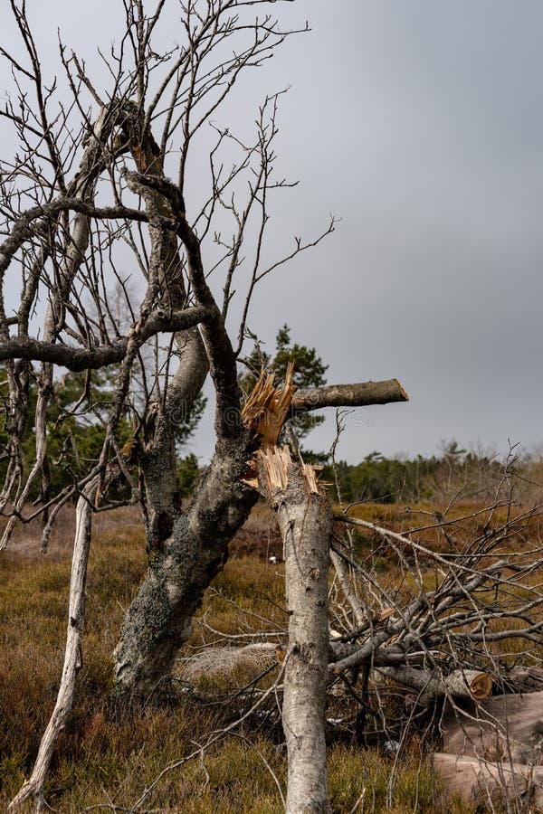 Landscape of the Lothar Path in the Black Forest Stock Photo - Image of ...