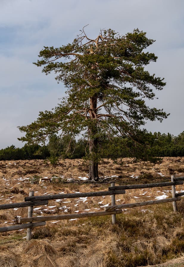Landscape of the Lothar Path in the Black Forest Stock Photo - Image of ...