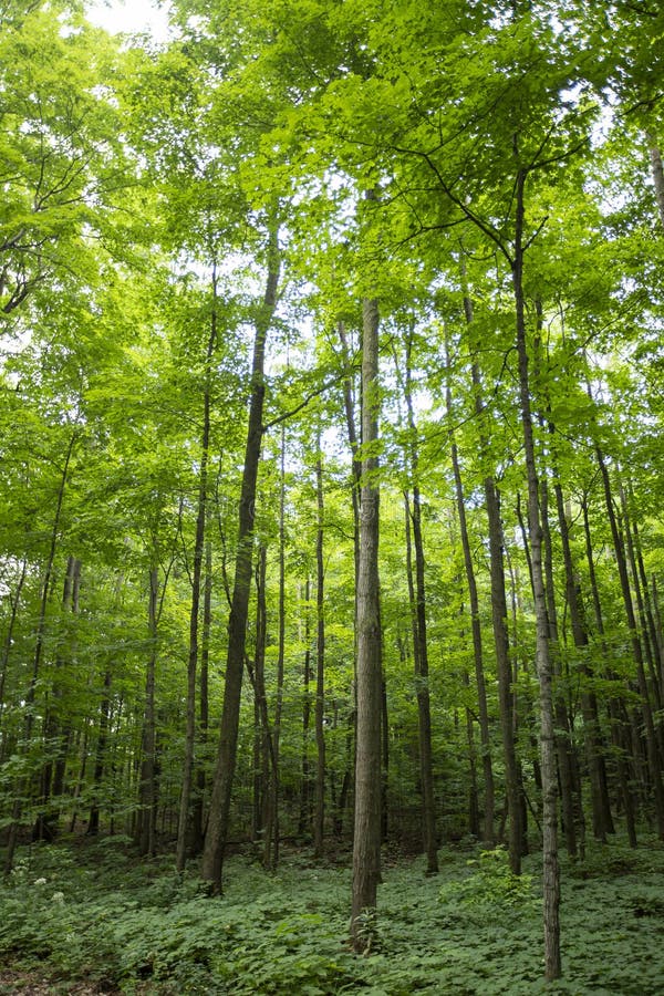 Landscape of Lush Green Forest with Sugar Maple Trees in Summer. Quebec ...