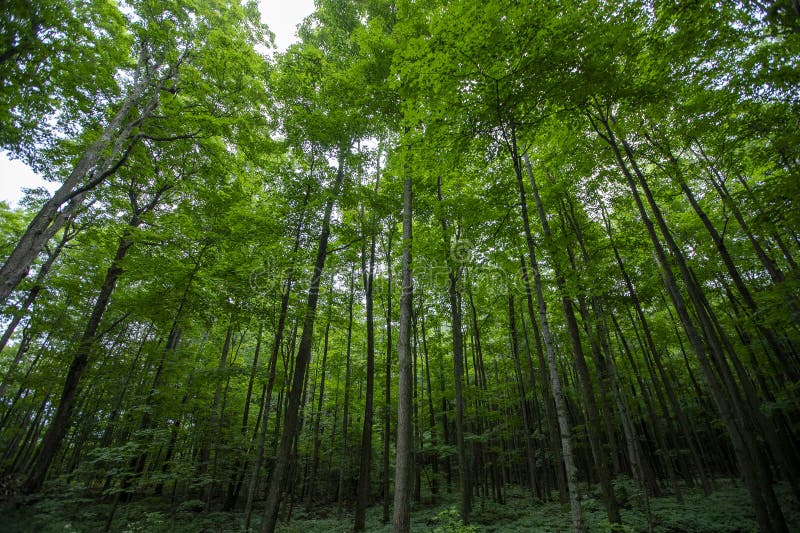 Landscape of Lush Green Forest with Sugar Maple Trees in Summer. Quebec ...