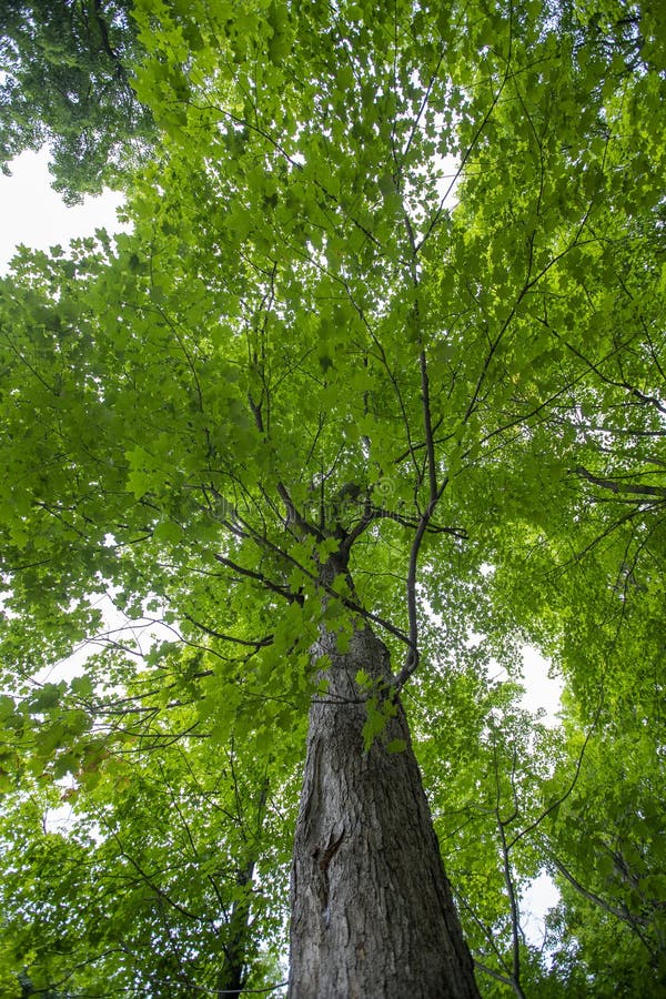 Landscape of Lush Green Forest with Sugar Maple Trees in Summer. Quebec ...