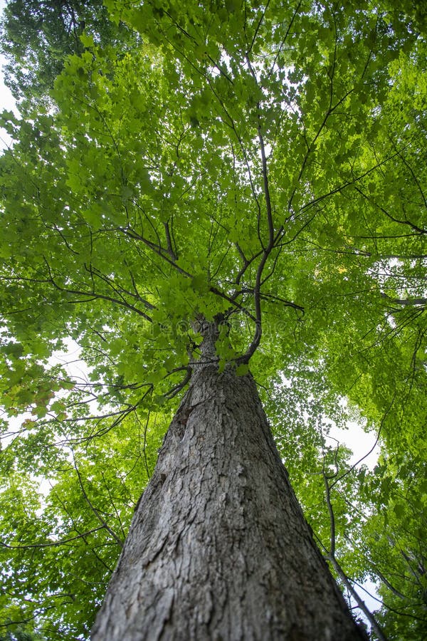 Landscape of Lush Green Forest with Sugar Maple Trees in Summer. Quebec ...