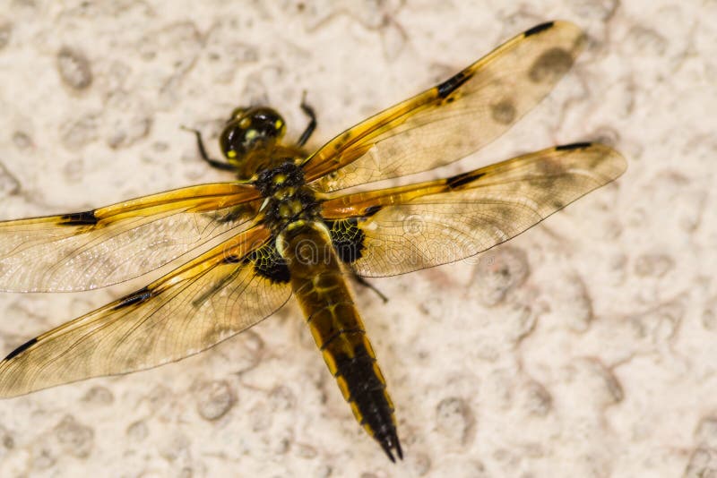 Landscape of Lush Young Green Forest with Native Trees UK Stock Image ...