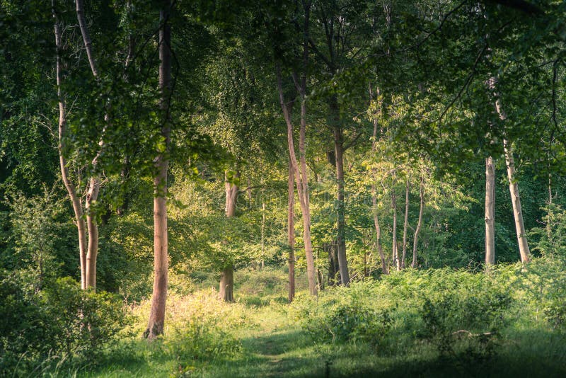 Landscape of Lush Young Green Forest with Native Trees UK Stock Image ...