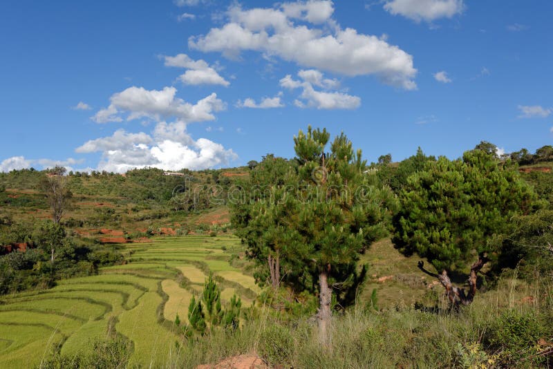 Landscape of Madagascar stock photo. Image of field, wood - 42453988