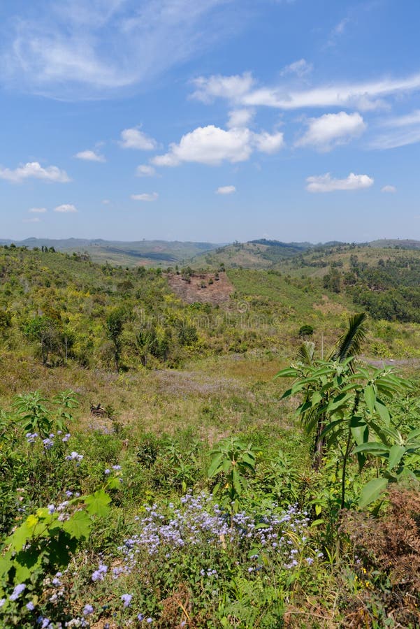 Landscape of Madagascar stock photo. Image of yellow - 41684488