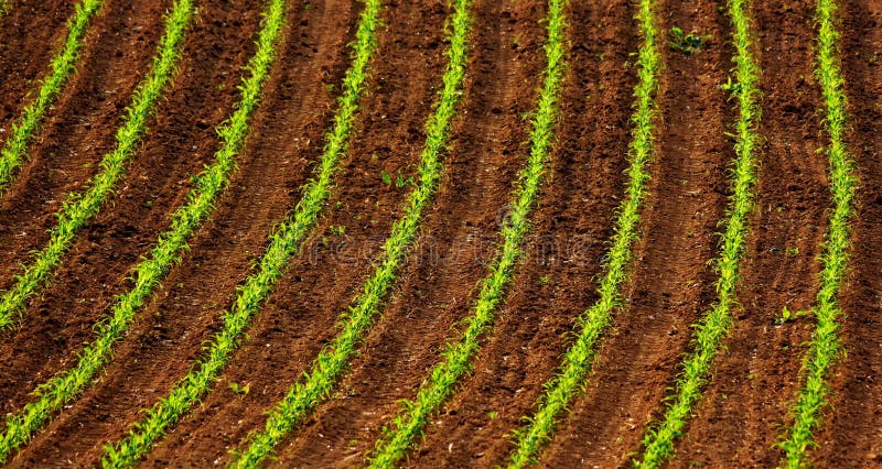 Maize Field in Spring Sunlight Stock Image - Image of field, decorative ...