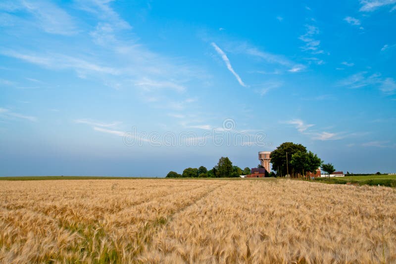 Landscape with malt field stock photo. Image of blue - 15024286
