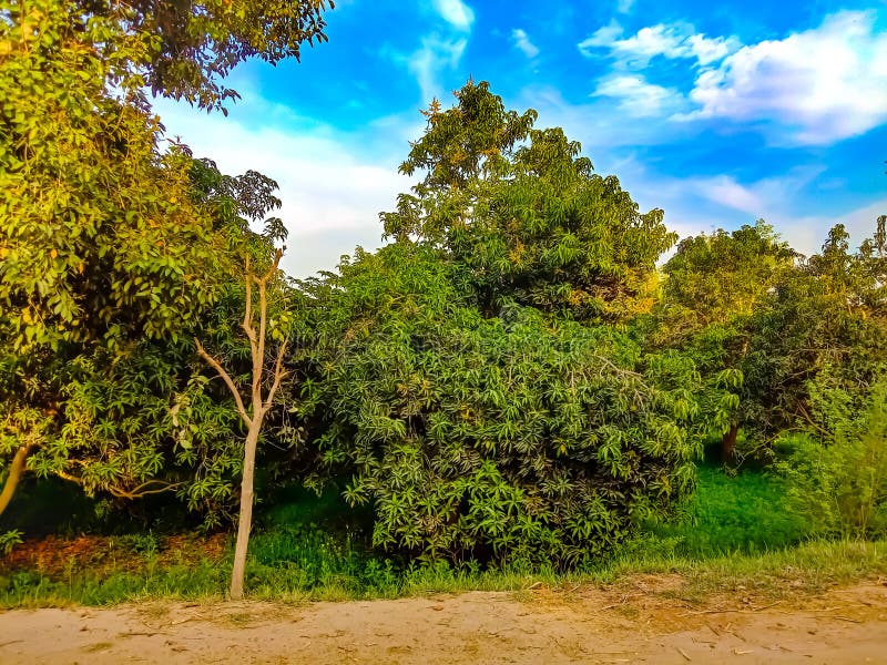 Mangoo Mango Stock Photos - Free & Royalty-Free Stock Photos from ...