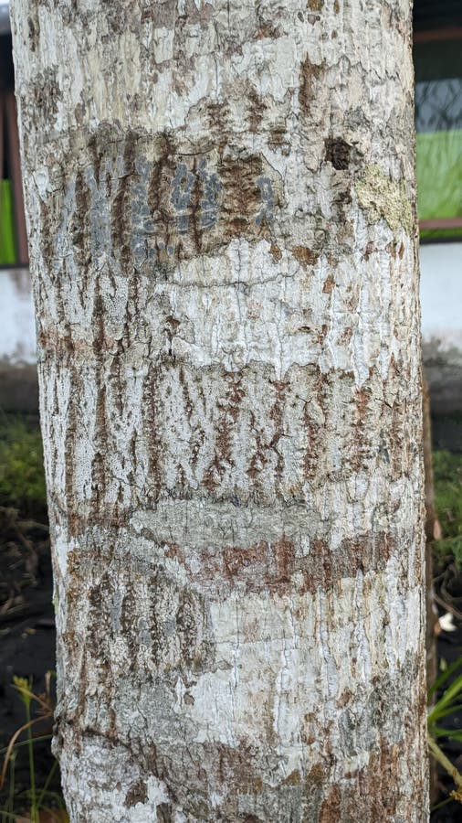 Landscape of Mango Tree Trunk Stock Photo - Image of branch, trunk ...