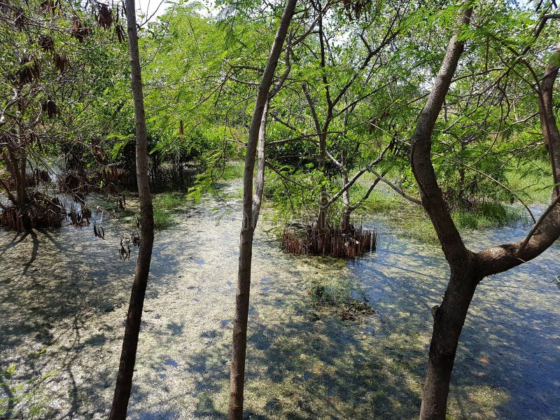 Landscape: Mangrove Forest Surabaya East Java Indonesia Stock Photo ...