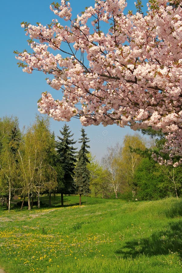 Landscape with many trees stock photo. Image of pink, cherry - 2263838