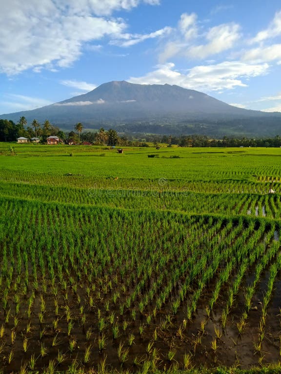 Landscape Marapi Mount at West Sumatra Stock Photo - Image of ...