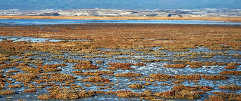 Lagoon, the Land Where the Water Stagnates Landscape with Marsh Stock ...