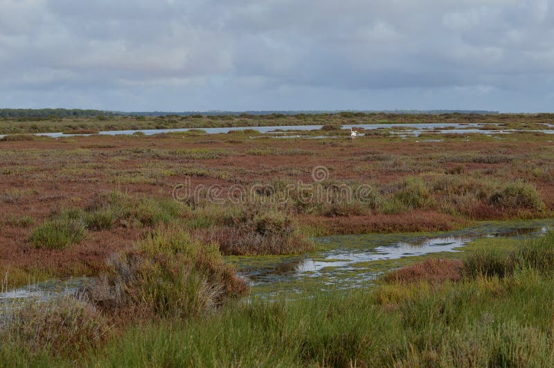 Landscape marsh stock image. Image of floodplain, grassland - 70257575