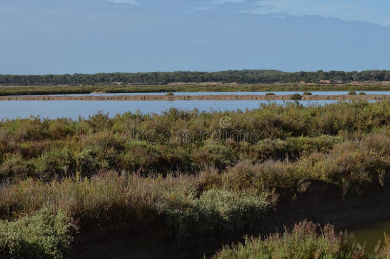 Landscape marsh stock photo. Image of reservoir, ecosystem - 70257658