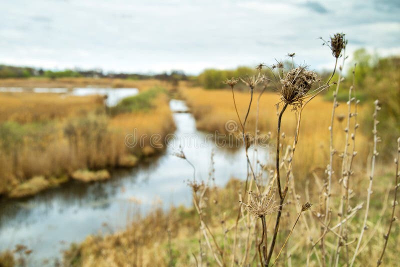 Landscape Of Marshland On A Cloudy Day Stock Image - Image of scenic ...