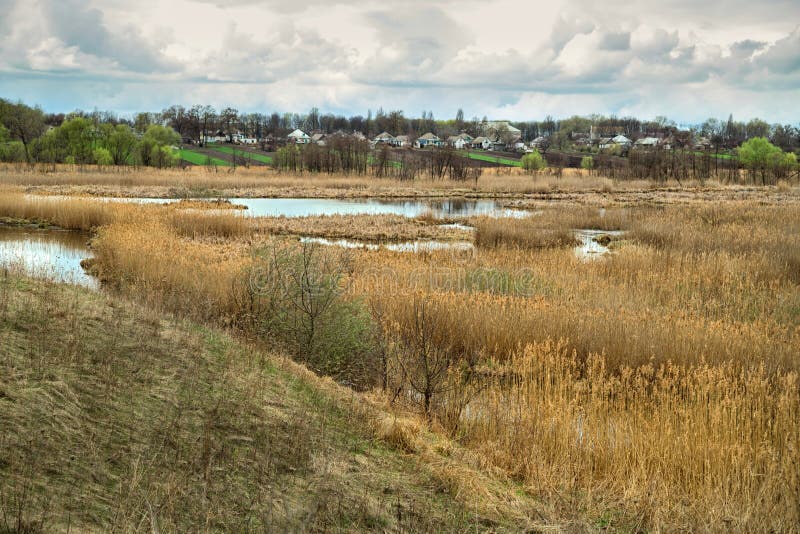 The Landscape of Marshland with Reeds and Village Stock Photo - Image ...
