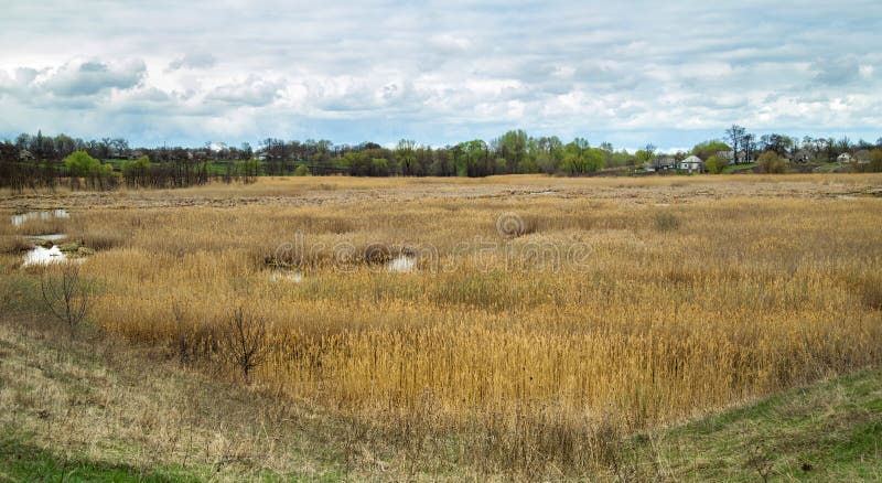 The Landscape of Marshland with Reeds and Village Stock Image - Image ...