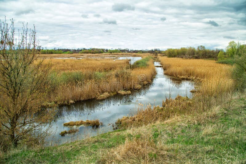 The Landscape of Marshland with Reeds and Village Stock Photo - Image ...