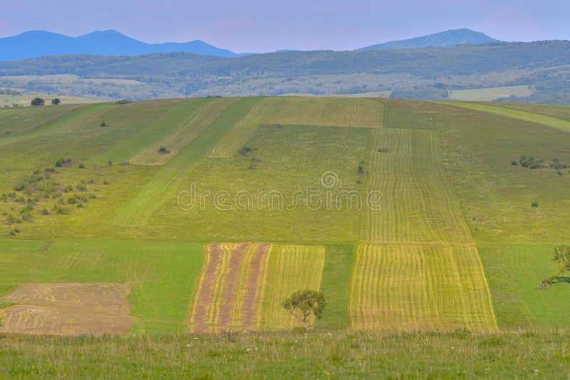 Landscape of medow field stock photo. Image of plant - 191516082