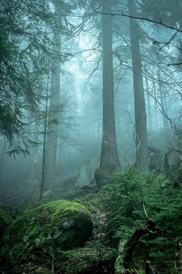 Landscape of Misty Wood in Mountains Stock Image - Image of untouched ...