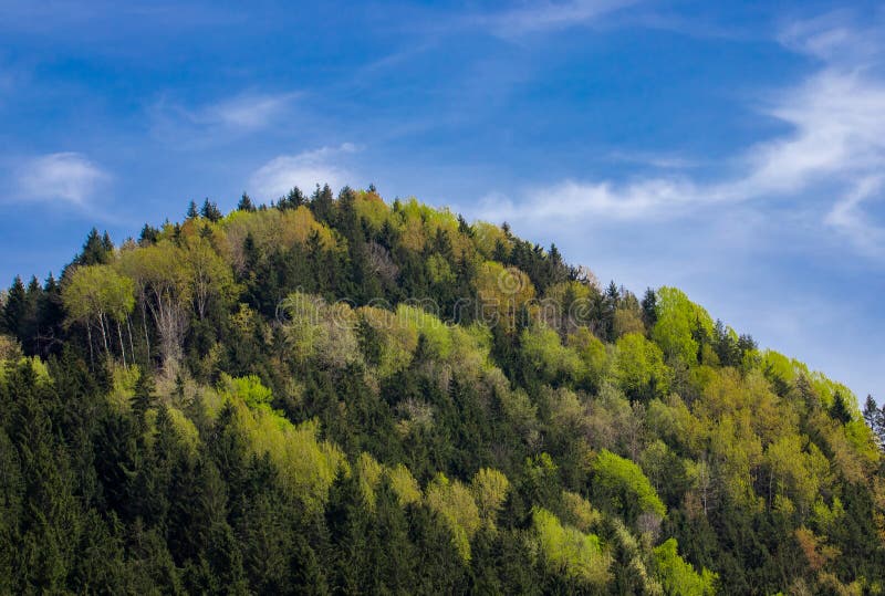 Landscape with a Mixed Coniferous and Deciduous Forest on a Hill in ...